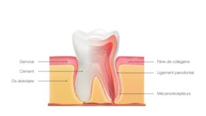 Anatomie Dentaire : Structure, Fonction et Nomenclature des dents