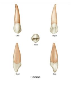 Anatomie Dentaire : Structure, Fonction et Nomenclature des dents